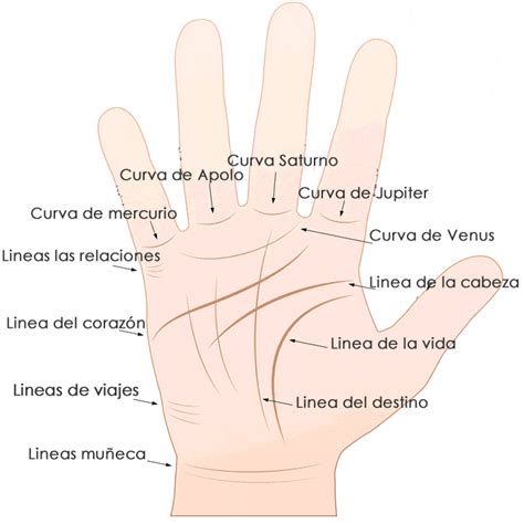 Todo Lo Que Debes Saber Para La Lectura De Las L Neas De La Mano