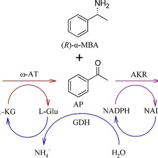 Pathway for the simultaneous synthesis of R α methylbenzylamine and