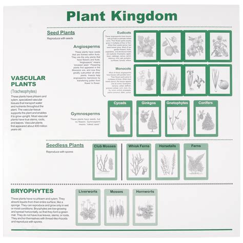Plant Taxonomy Classification