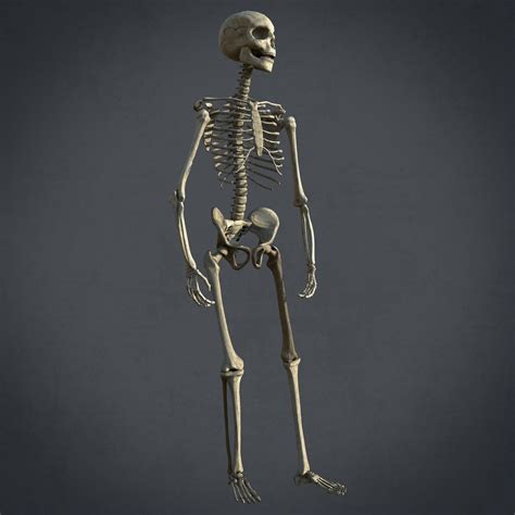 3D Model Low Poly Human Skeleton CGTrader