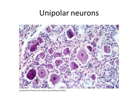 Unipolar Neuron Histology