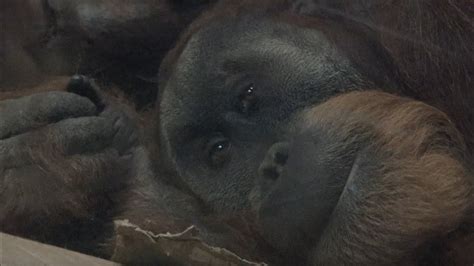 Charkowskie zoo Zwierzęta z zespołem stresu pourazowego YouTube