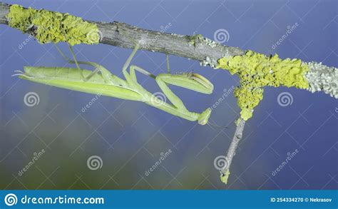 Closeup Portrait Of Green Praying Mantis Hangs Under Tree Branch On