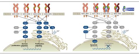 MP0274 Mechanism Of Action Inhibiting HER2 Signaling MP0274 Binding To