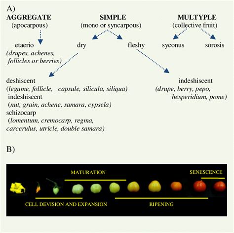 fruit classification and developmental stages a botanical download scientific diagram