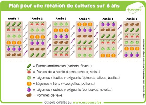 Comment pratiquer la rotation des cultures au potager écoconso