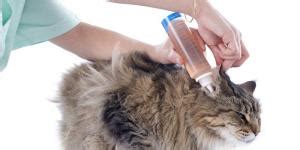 Cómo limpiar los ojos de un gato con manzanilla VÍDEO