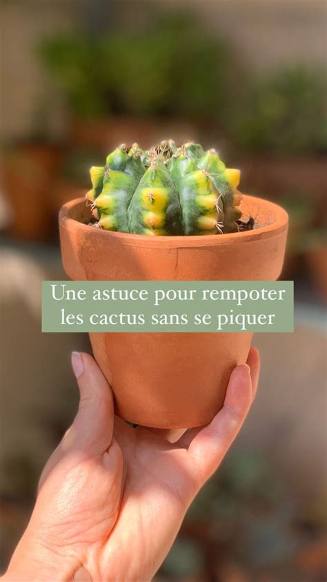 Si vous en avez marre de vous piquer et de vous planter des épines dès