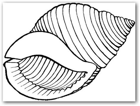 CARACOLAS DE MAR PARA COLOREAR IMPRIMIR Imagui