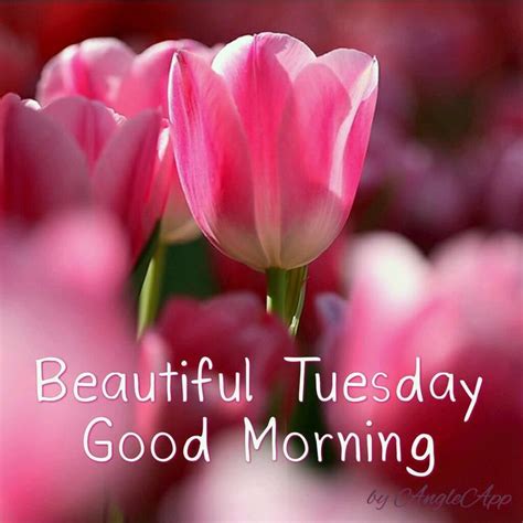 Beautiful Tuesday Good Morning Good Morning Tuesday Good Morning