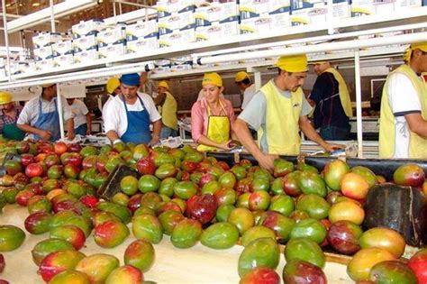 Exportaciones peruanas de mango fresco creció 8 en volumen y 2 en