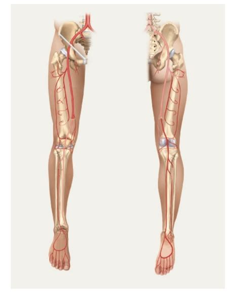 Arteries Of The Lower Limb Diagram Quizlet