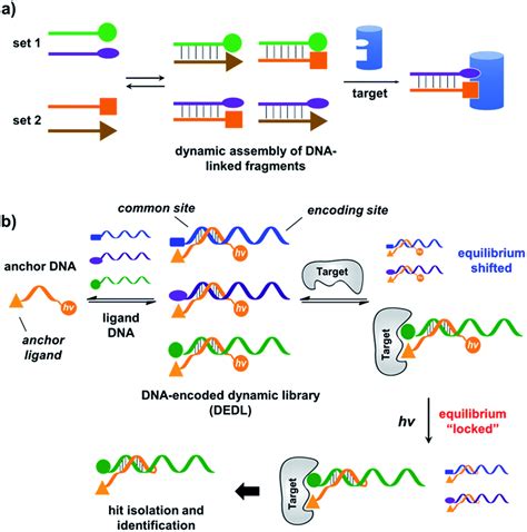 design preparation and selection of dna encoded dynamic libraries chemical science rsc