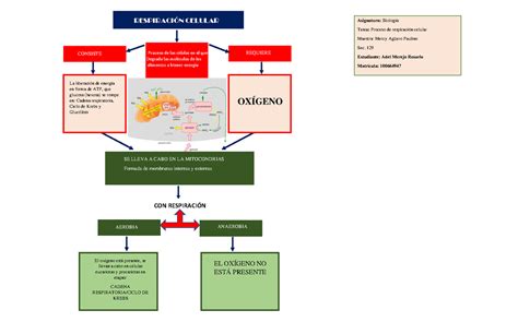 Mapa Mental De La Respiraci N Celular Mind Map The Best Porn Website