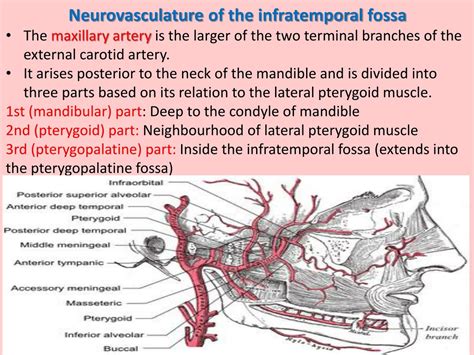 PPT Infratemporal Pterygopalatine Fossae PowerPoint Presentation