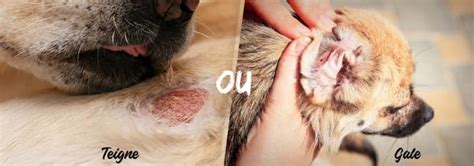 Gale et teigne du chien comment les différencier