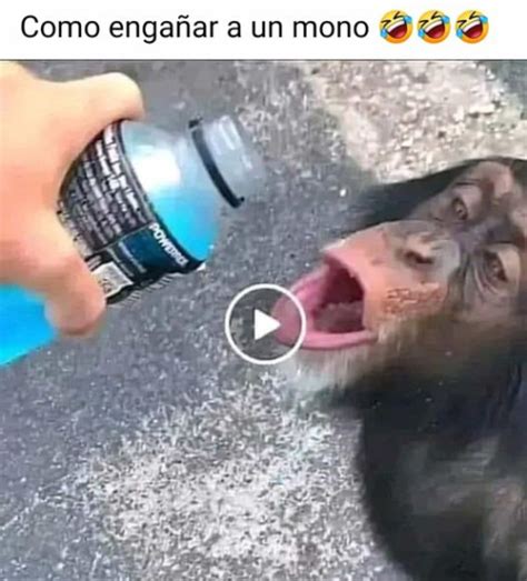 Como engañar a un mono Pintzap