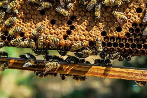 Apicoltore Come Diventarlo E Perch Un Attivit Vantaggiosa