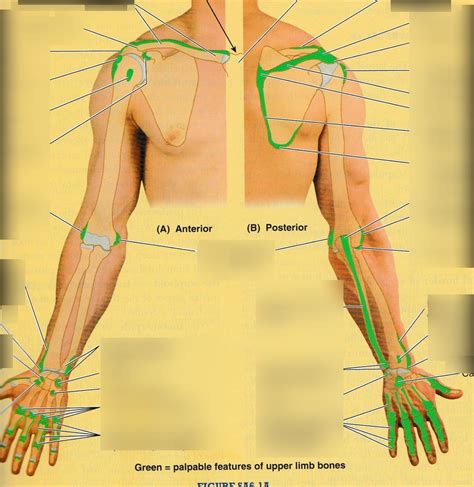 Anatomy Week 9 Surface Anatomy Diagram Quizlet