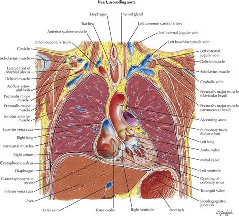 Thorax Radiology Key