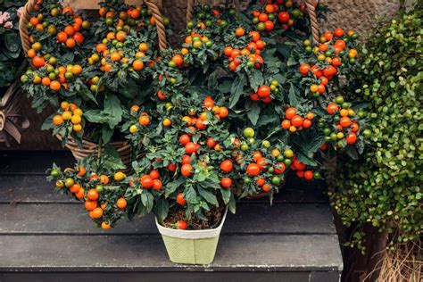 Como Fazer Para Cultivar Tomate Cereja Em Vaso Aprenda A Fazer Saladas