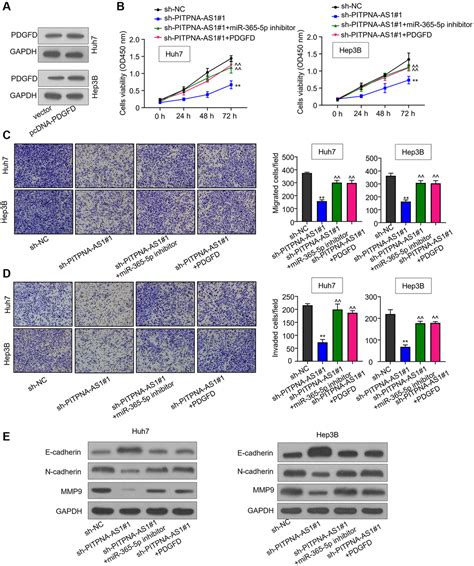 LncRNA PITPNA AS1 Promotes Cell Proliferation And Metastasis In