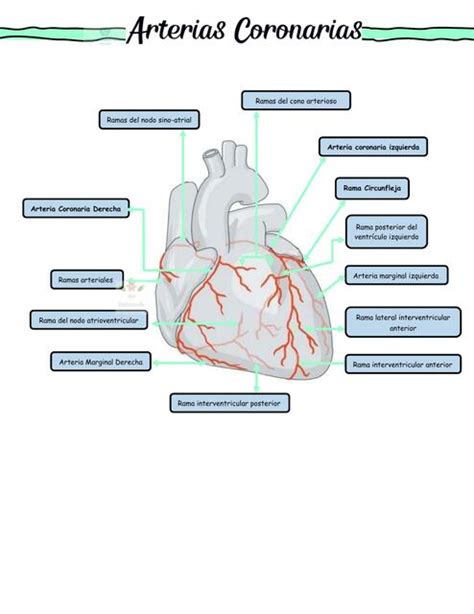 Arterias Coronarias Ari Valenzuela UDocz