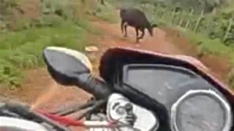 Motocross Un Motociclista Choca De Frente Contra Una Vaca Mientras