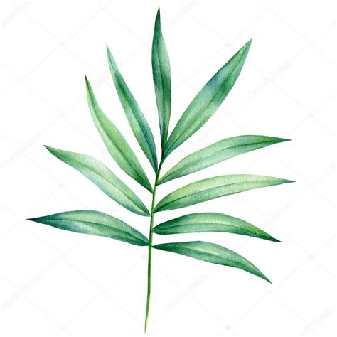 Acuarela Tropical Hoja De Palma Flora De La Selva 2023