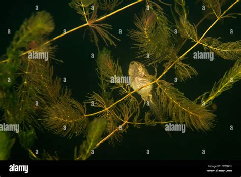 Ceratophyllum Submersum