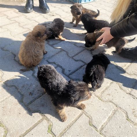 Oddam pieski szczeniaki w dobre ręce Bardo OLX pl