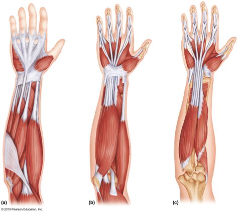 Anterior Forearm Muscles Diagram Quizlet