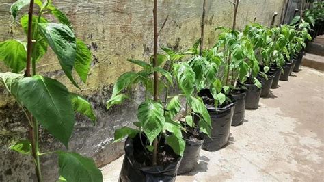 Cara Memupuk Tanaman Cabe Rawit Dalam Pot Agar Berbuah Lebat