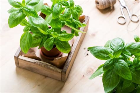 Potager intérieur DIY fonctionnement construction astuces culture