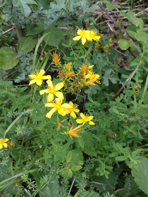 Prikbladet Perikon Hypericum Perforatum Naturbasen
