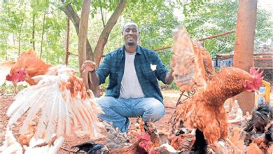 How To Start A Thriving Kienyeji Chicken Farm