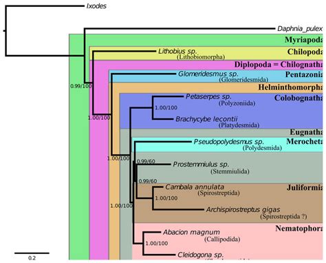 phylogeny recovered from bayesian inference conducted by the program download scientific
