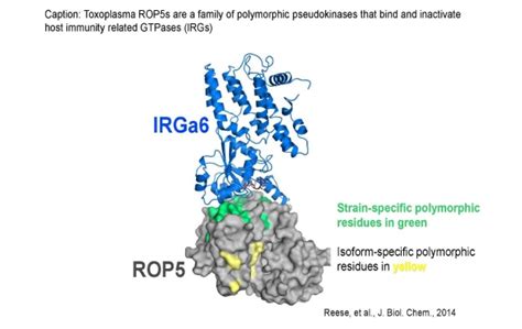 host pathogen interaction boothroyd lab stanford medicine