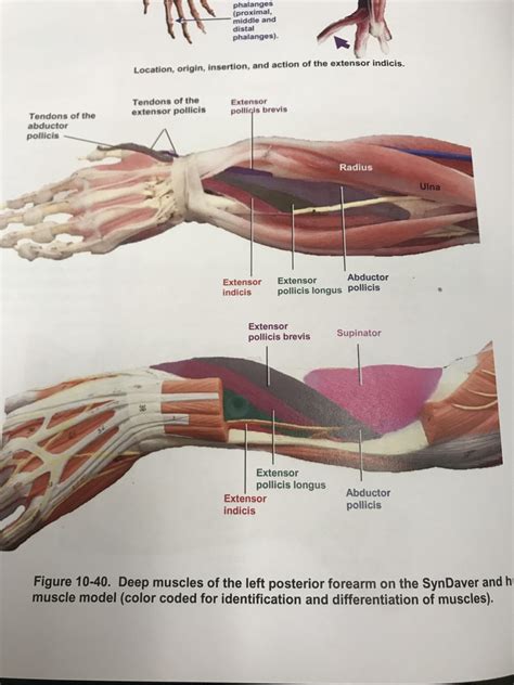 Lab Exam Iii Deep Muscles Of Posterior Forearm Diagram Quizlet