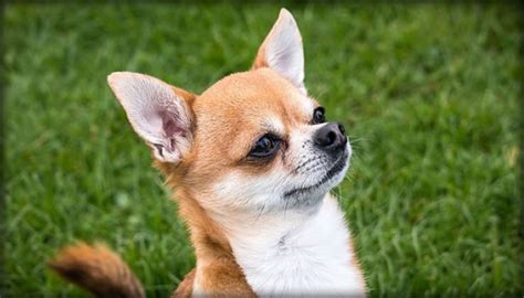 Razas De Perros M S Peque As Del Mundo Muy Peque Os