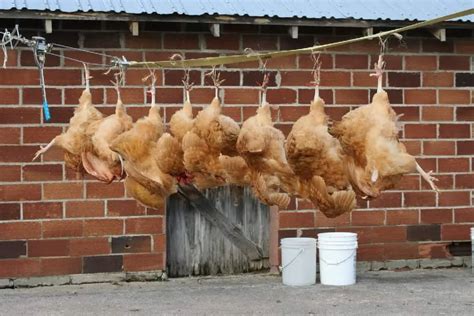 Las 4 formas más humanitarias de matar un pollo guía paso a paso
