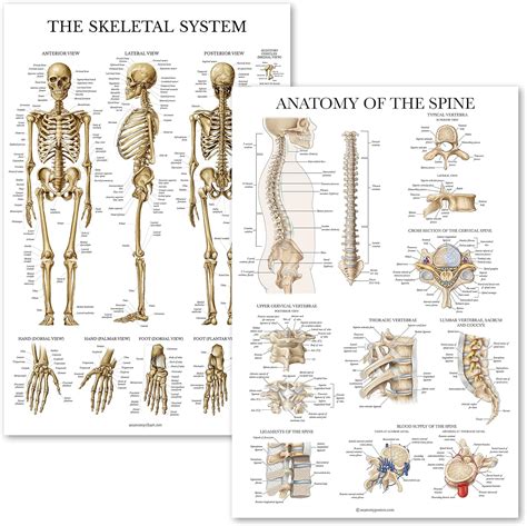 Palace Learning Skeletal System Spine Anatomy Poster Set Set Of 2