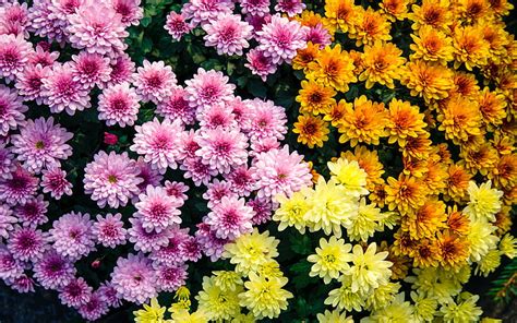 Blooming Crisantemo Mix Flores Naranja Amarillo Rosa Color Plantas