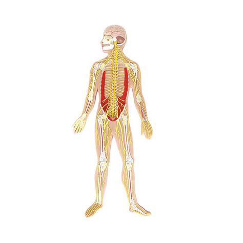 Anatomisches Modell Ganzkörper NS 06 MeiWo Science Nerv für