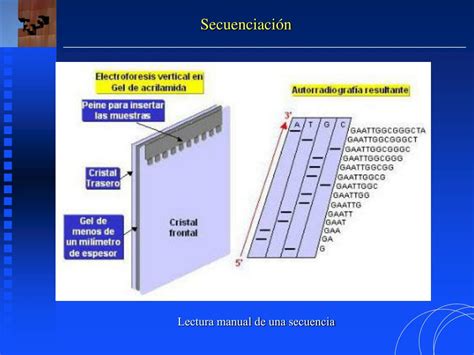 Ppt Marcadores De Determinaci N Directa Introducci N Enzimas De