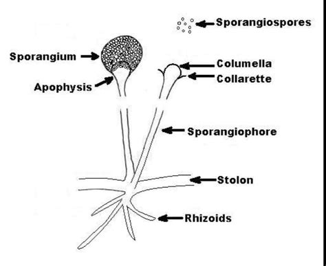 Rhizopus Fungi Diagram