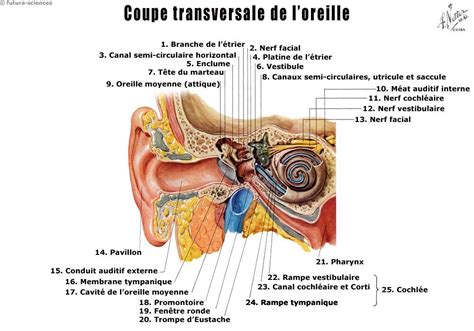 L Oreille Interne Anatomie Et Physiologie Dossier