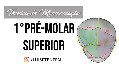 Primeiro Molar Superior Desenho