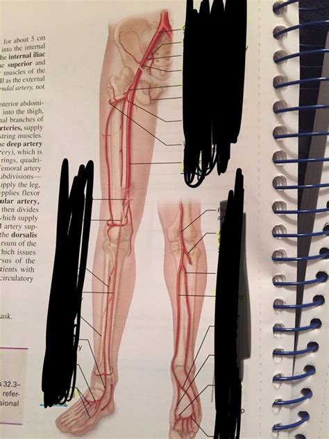 Foot Arteries Diagram Quizlet