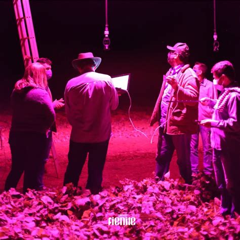 Iluminação Artificial Grupo Fienile Irriluce